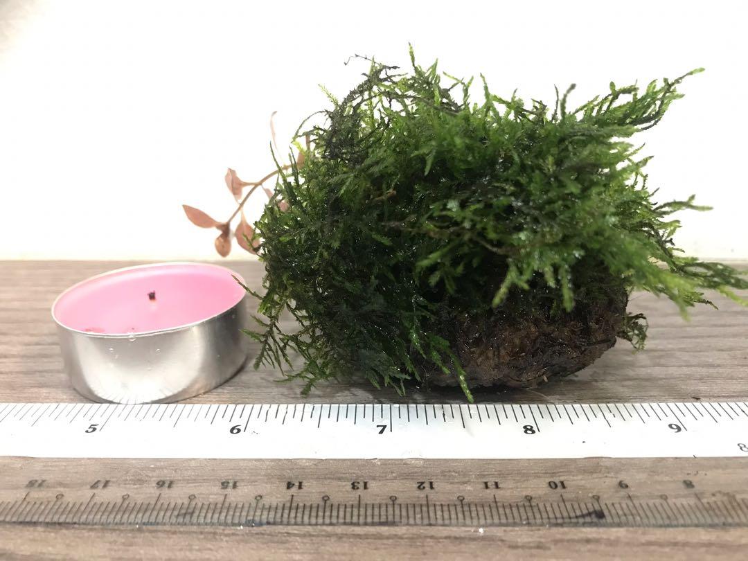 Weeping moss Vesicularia ferriei 'Weeping' grown on rock ball Aquatic ...