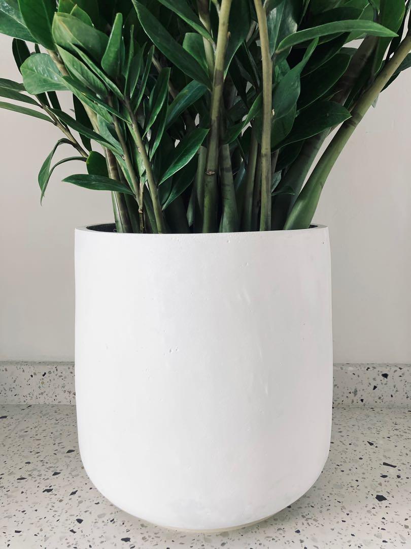 ZZ plant in Betoni concrete pot, Furniture & Home Living, Gardening ...