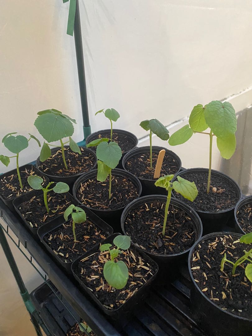 Okra seedlings, Furniture & Home Living, Gardening, Plants & Seeds on ...