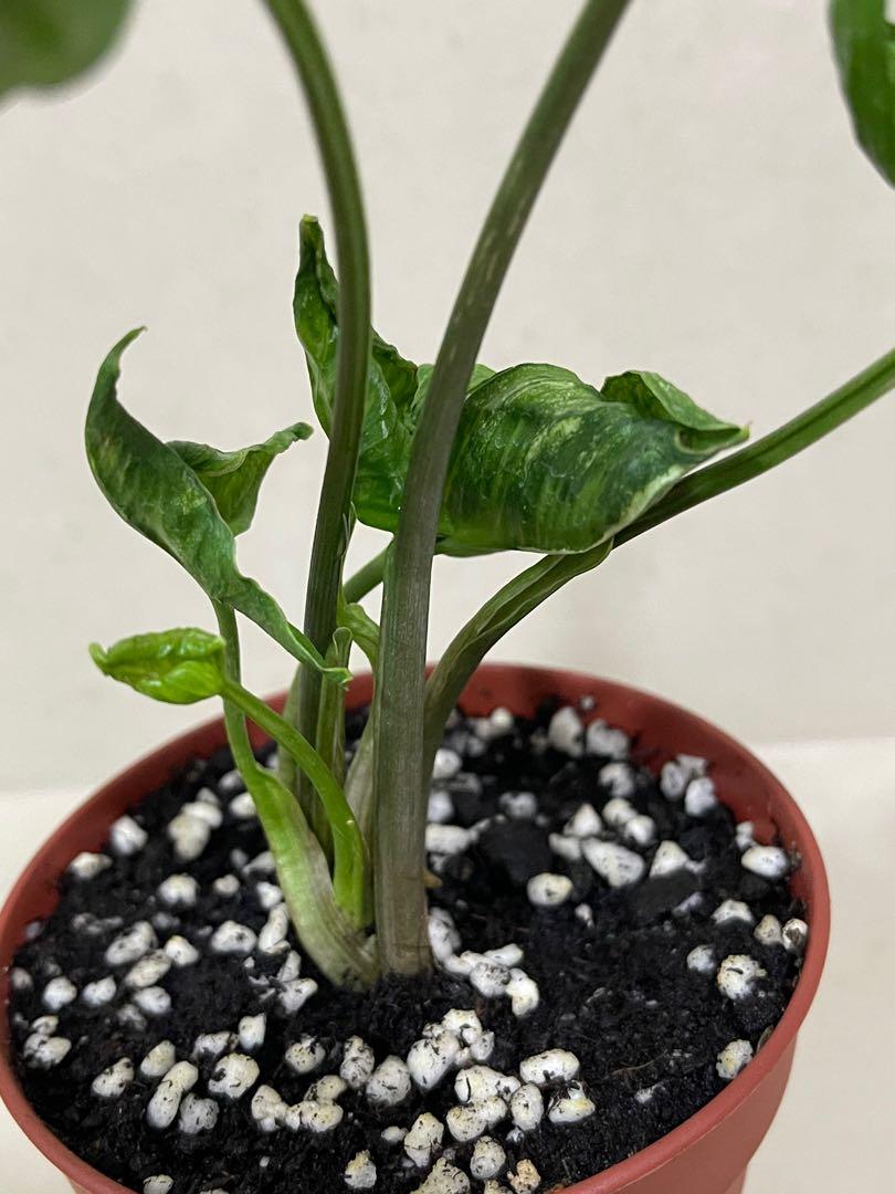 Syngonium Godzilla - |, Furniture & Home Living, Gardening, Plants ...