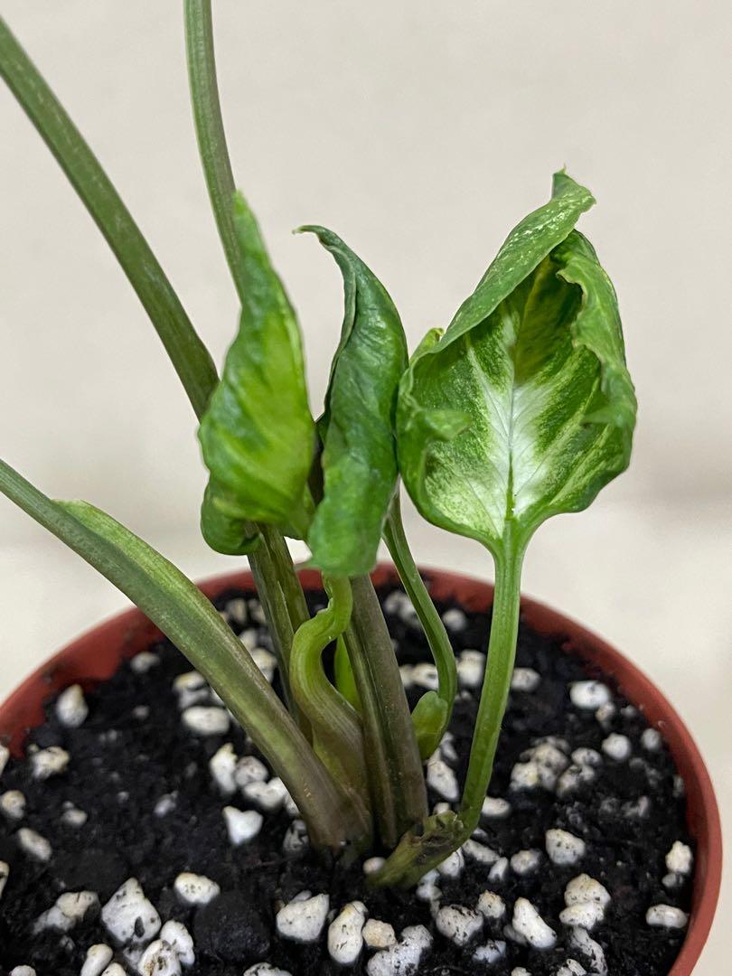 Syngonium Godzilla - |, Furniture & Home Living, Gardening, Plants ...