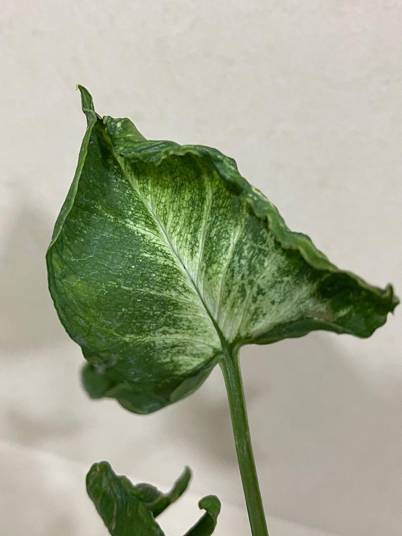 Syngonium Godzilla - |, Furniture & Home Living, Gardening, Plants ...