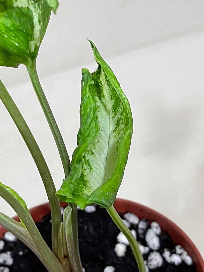 Syngonium Godzilla - ||, Furniture & Home Living, Gardening, Plants ...