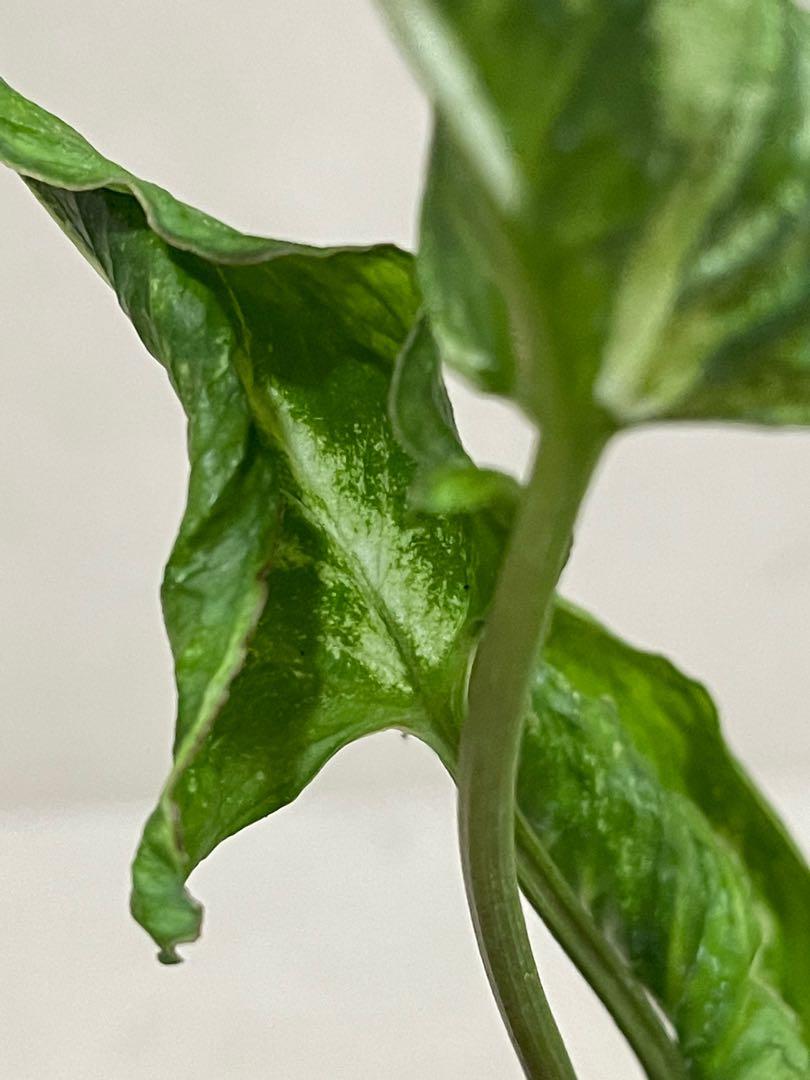 Syngonium Godzilla - ||, Furniture & Home Living, Gardening, Plants ...