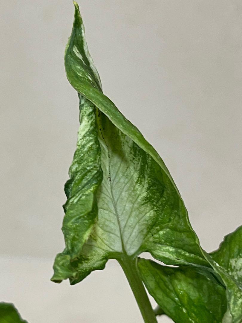 Syngonium Godzilla - ||, Furniture & Home Living, Gardening, Plants ...