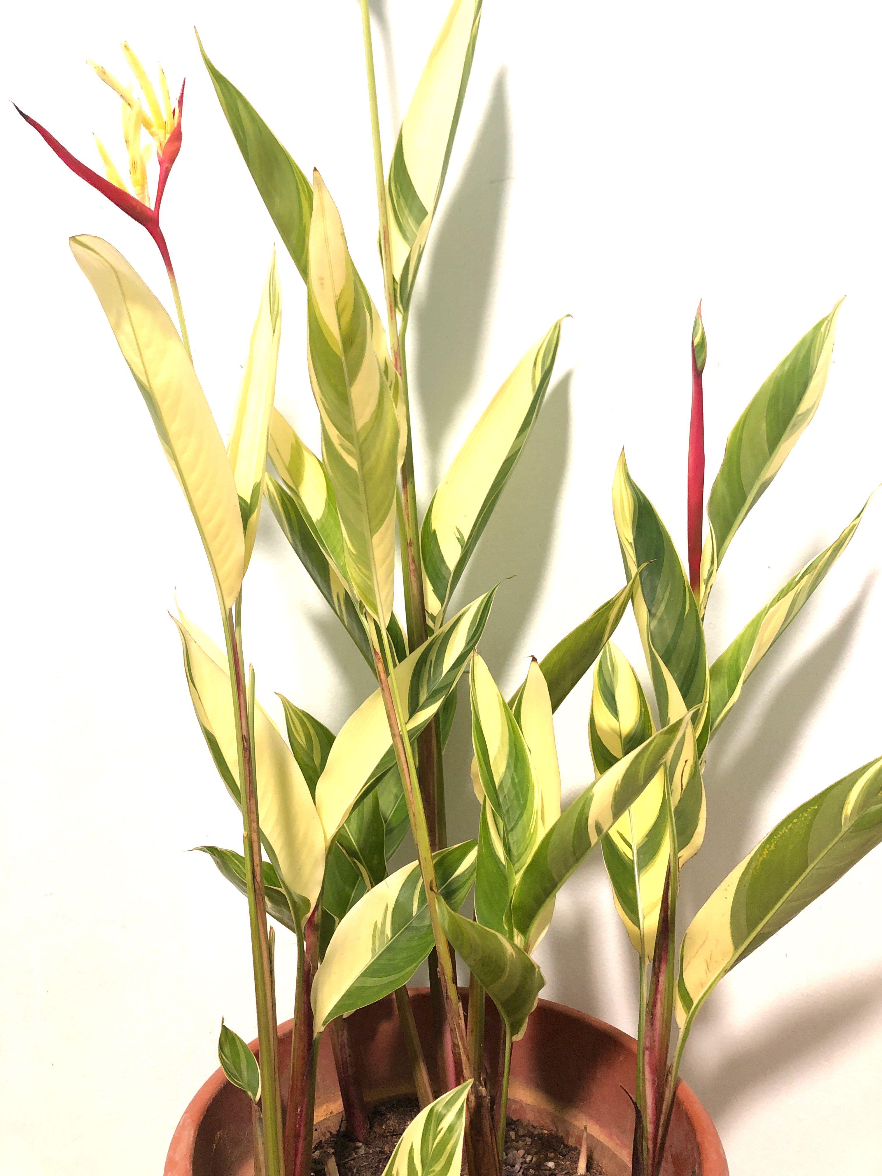 Variegated Heliconia Lady Diana, Furniture & Home Living, Gardening ...