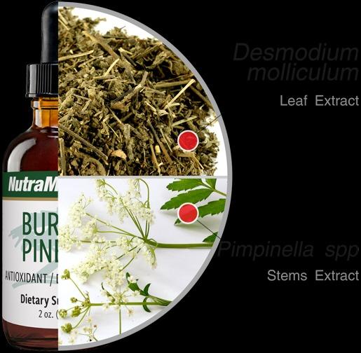 NutraMedix BURBUR-PINELLA Brain - Nerve Cleanse, Health & Nutrition ...