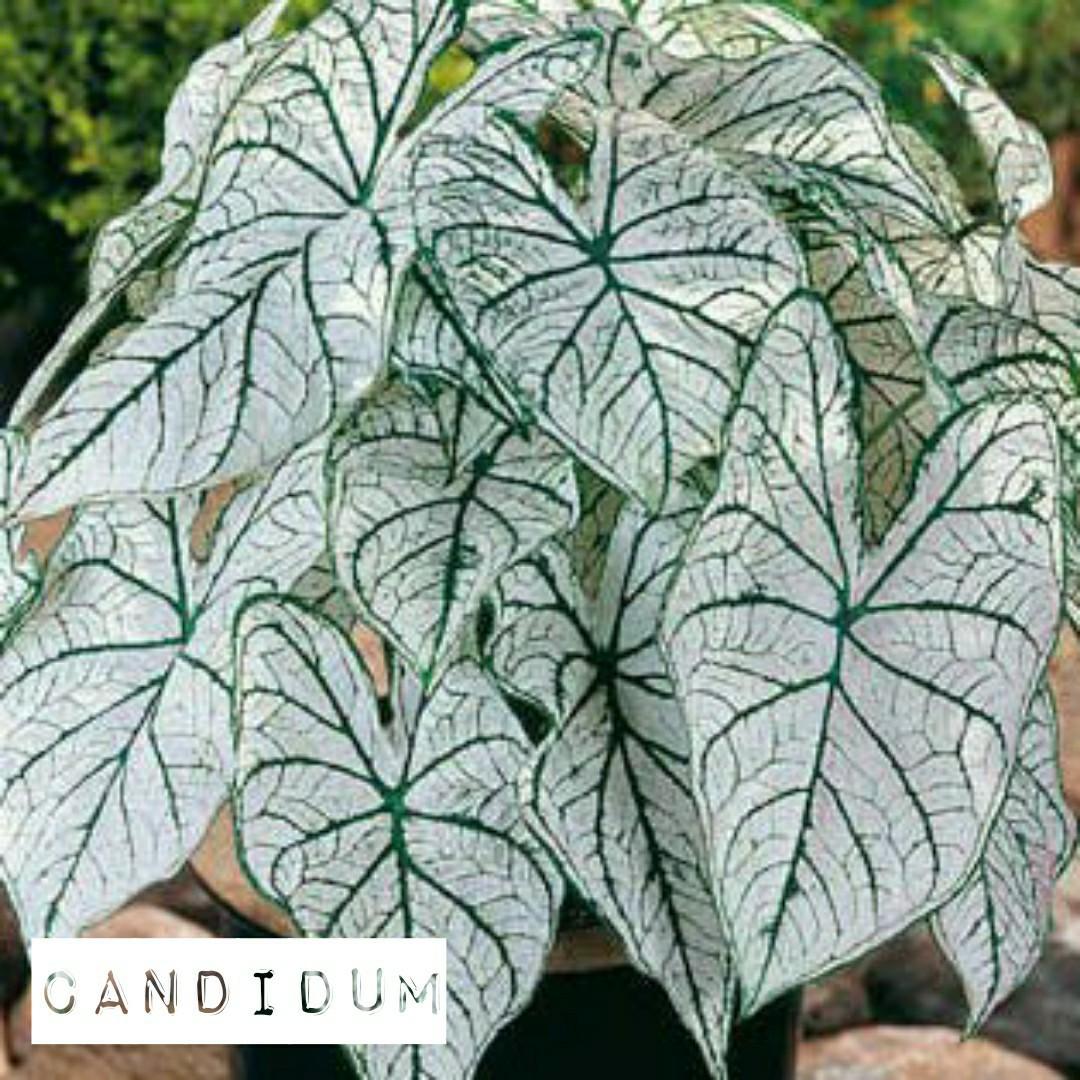 Caladium Bulb (USA) - Miss Muffet - Candidum - Fannie Munson (Medium ...