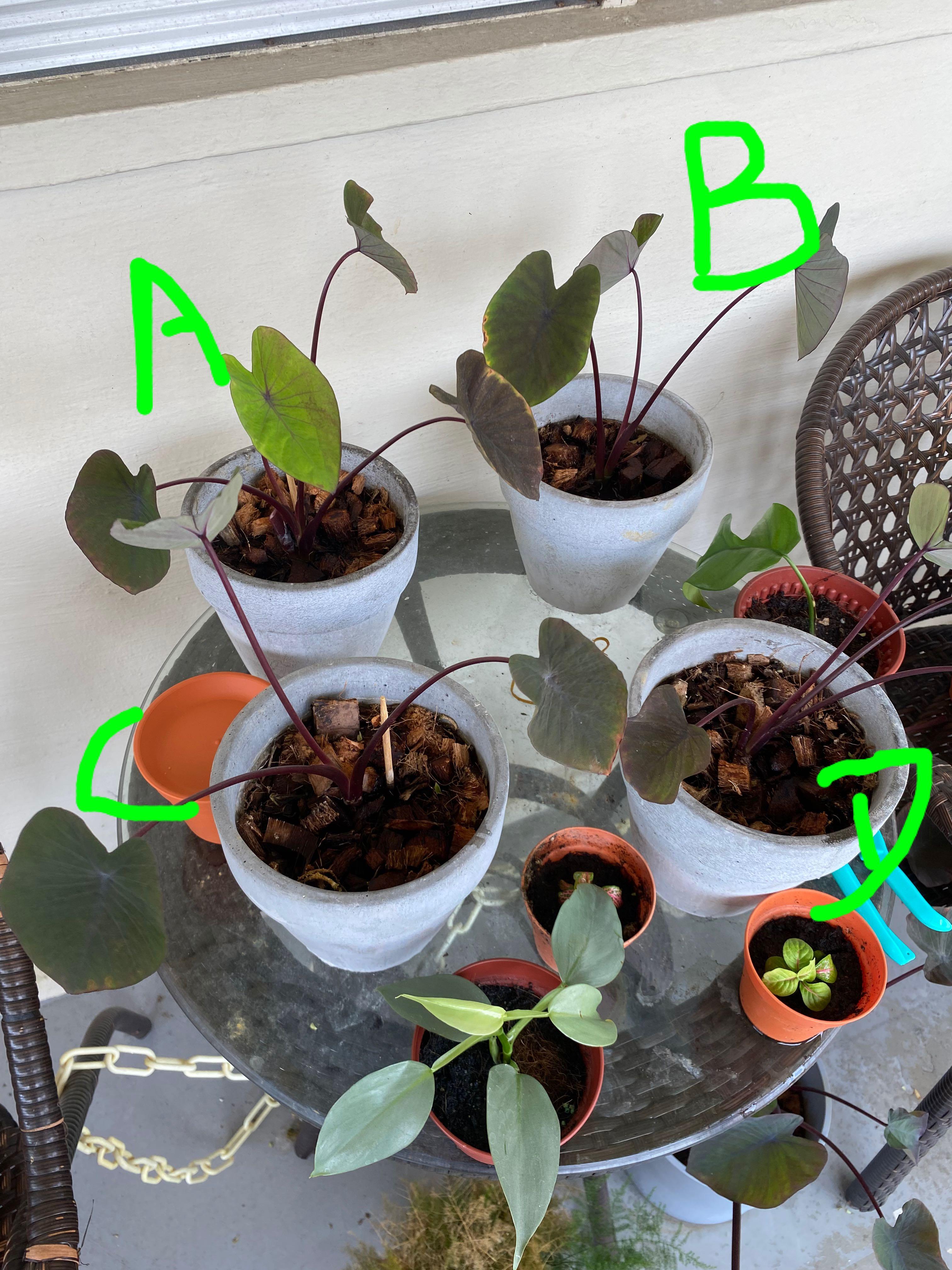 Colocasia Black Magic, Furniture & Home Living, Gardening, Plants ...
