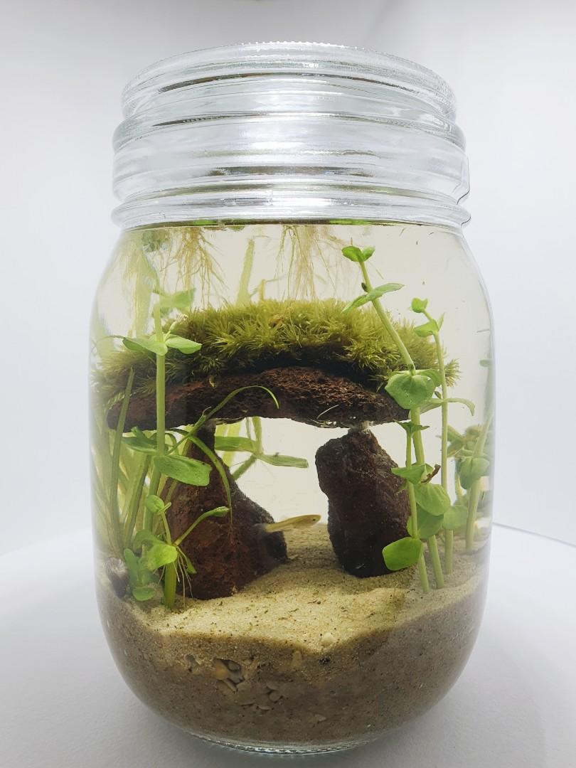 Desk Aquarium (1.0l) - fish tank / shrimp tank / nano tank, Pet ...