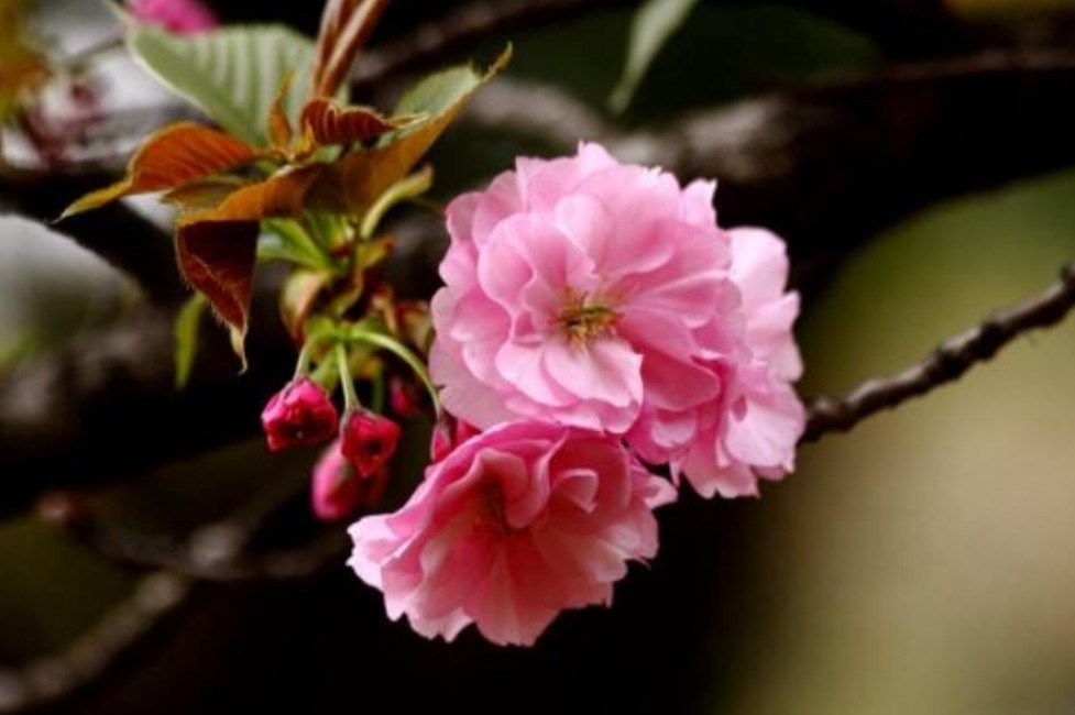 Dry Double sakura cherry blossom やえざくら 八重樱花干, Hobbies & Toys ...