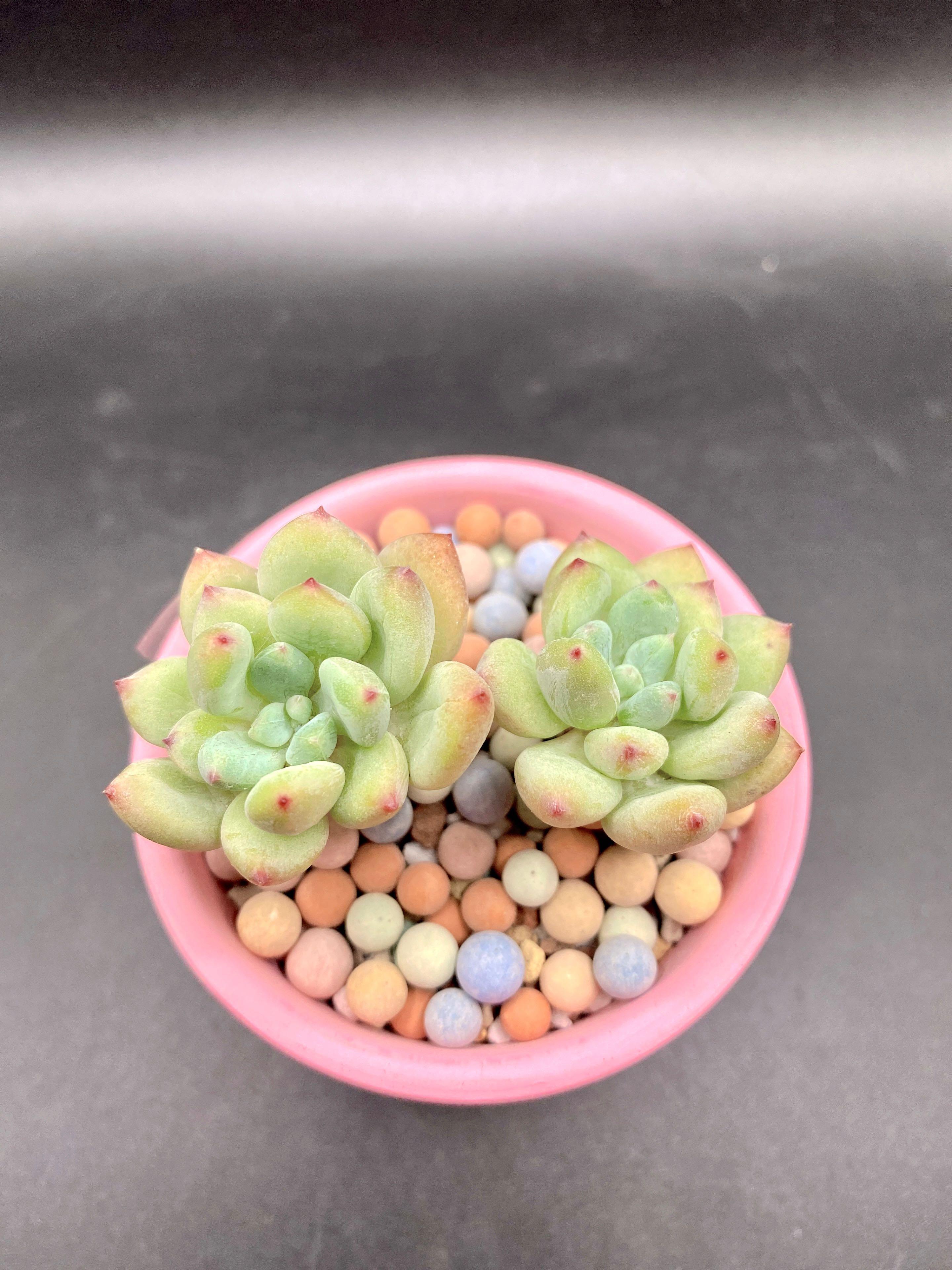 Echeveria Cutie Finger Korean Succulents Furniture Home Living Gardening Plants Seeds