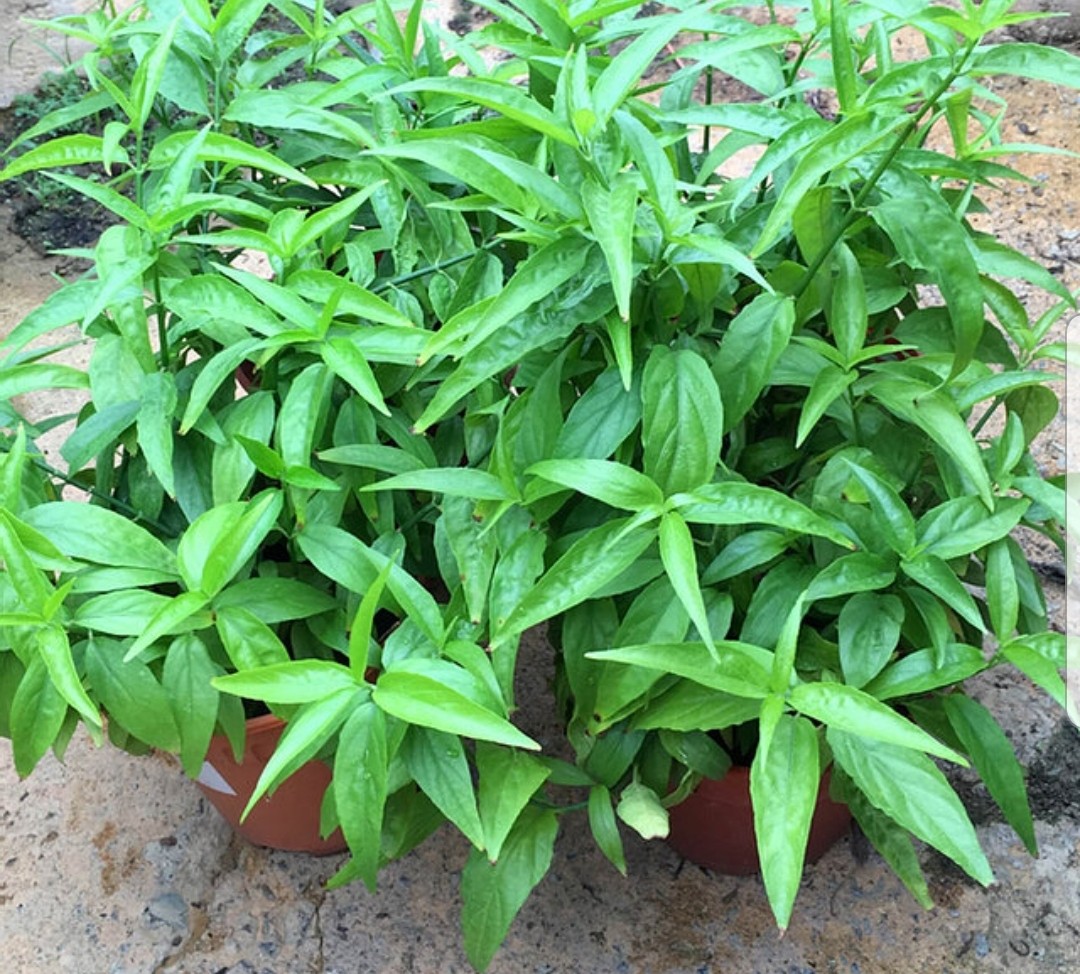 Imported Sabah Snake Grass, Furniture & Home Living, Gardening, Plants ...