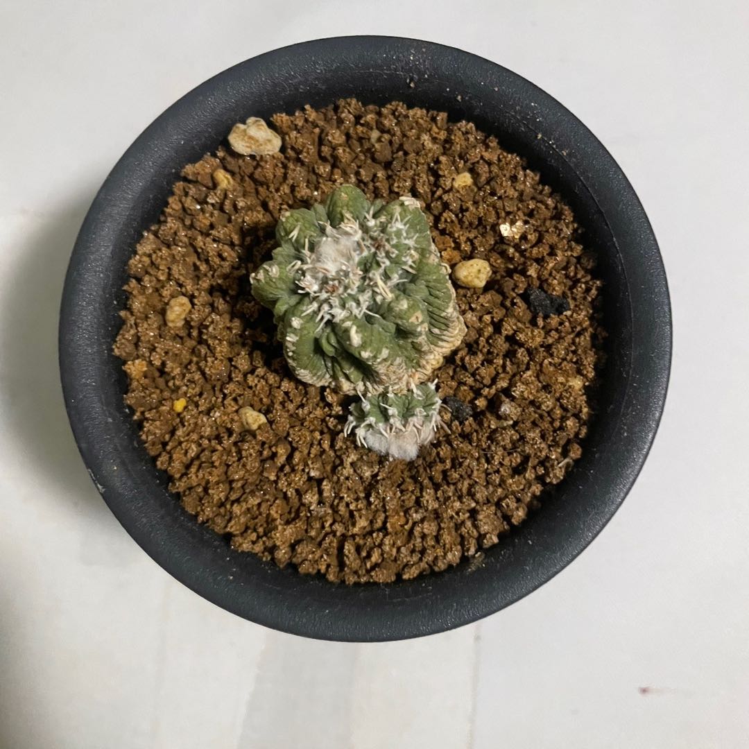 Aztekium Ritteri, Furniture & Home Living, Gardening, Plants & Seeds on ...