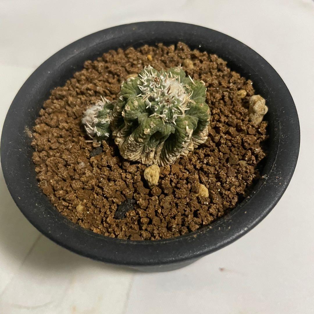 Aztekium Ritteri, Furniture & Home Living, Gardening, Plants & Seeds on ...