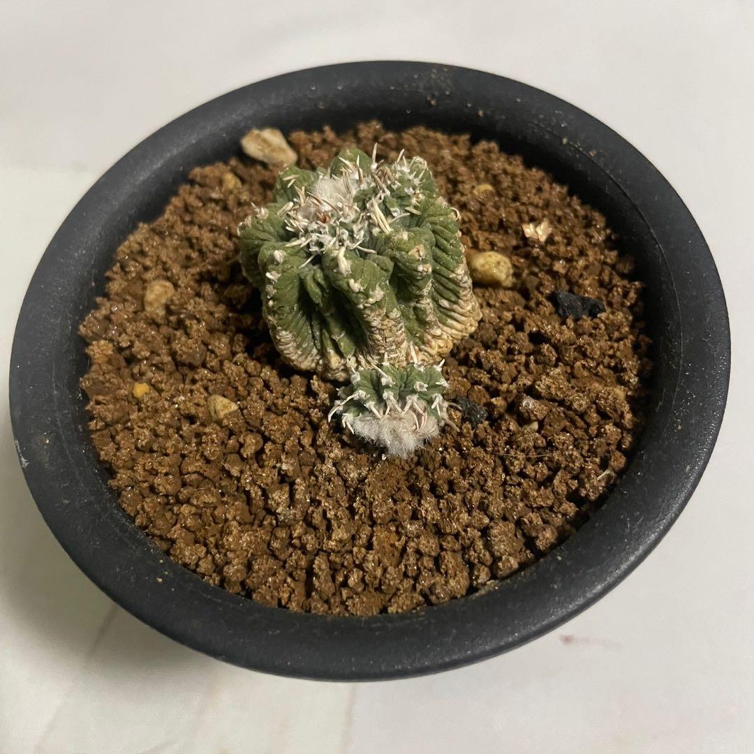 Aztekium Ritteri, Furniture & Home Living, Gardening, Plants & Seeds on ...