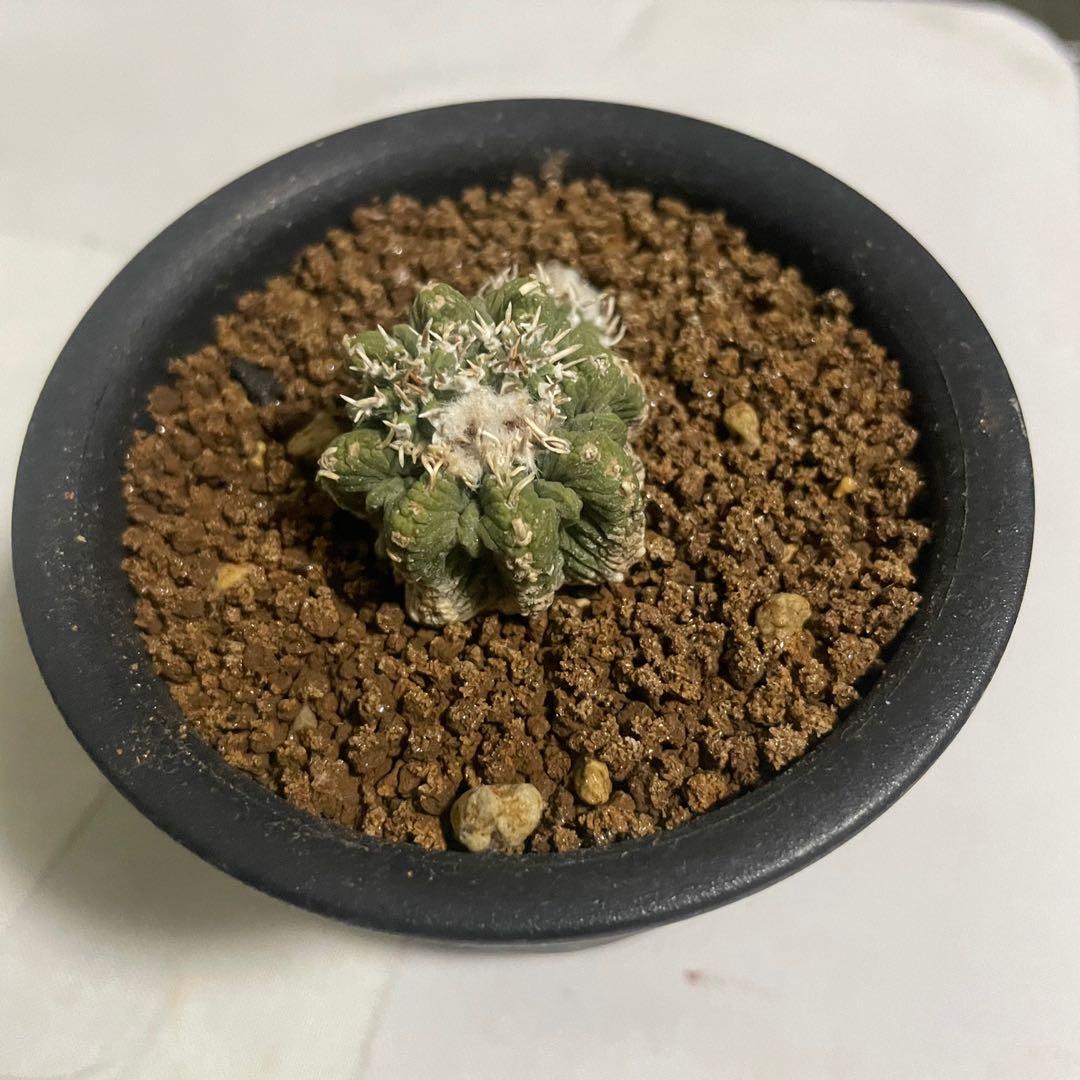 Aztekium Ritteri, Furniture & Home Living, Gardening, Plants & Seeds on ...