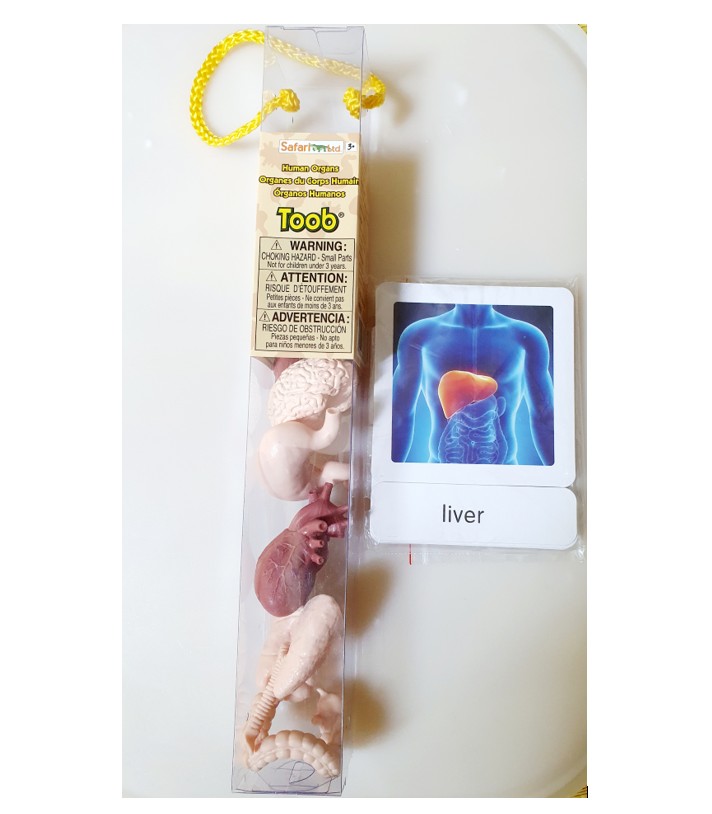 [BNIB] Toob Human Organs + Montessori 3 part cards, Hobbies & Toys ...