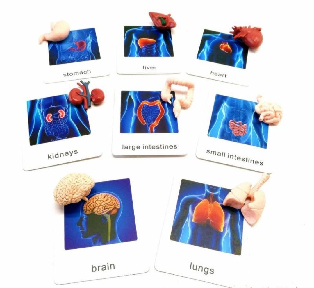 [BNIB] Toob Human Organs + Montessori 3 part cards, Hobbies & Toys ...