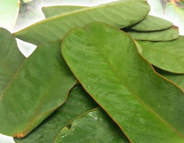 Daun Gelenggang, Furniture & Home Living, Gardening, Garden Soil ...