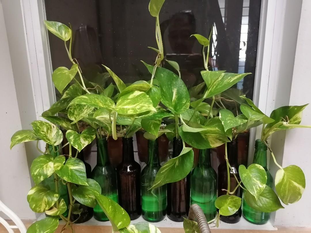 Golden Giant Trailing Pothos Plant, Furniture & Home Living, Gardening ...