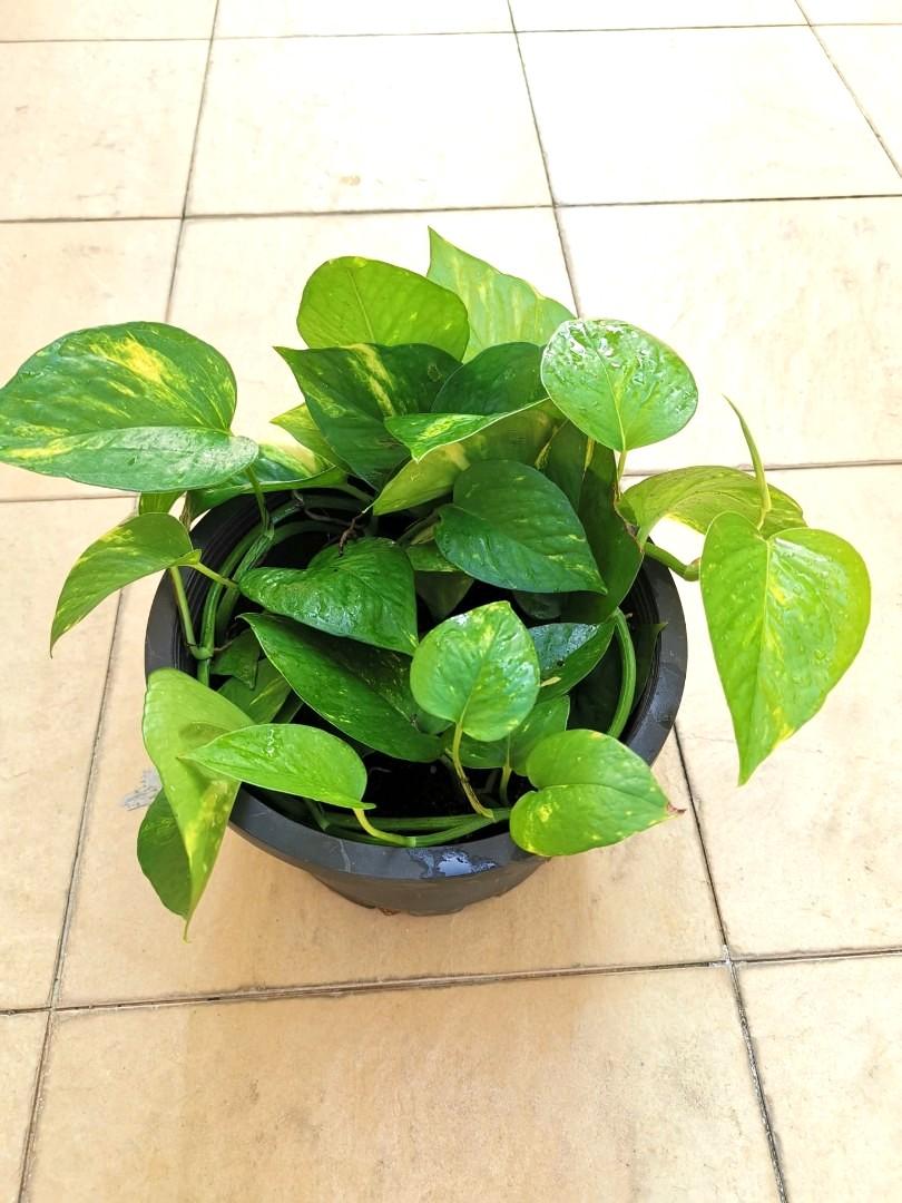 Golden Pathos aka money plant, Furniture & Home Living, Gardening ...