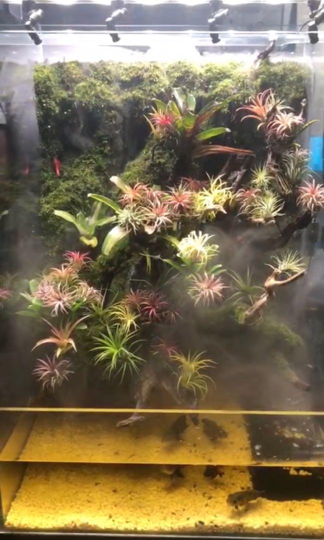 Rainforest box and vivarium tank set, Pet Supplies, Homes & Other Pet ...