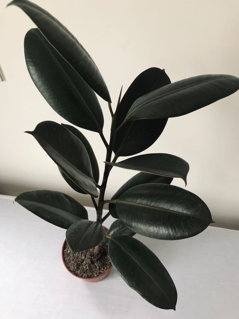 Tall Imported Ficus Elastica Black Prince Rubber Tree Lucky Indoor ...