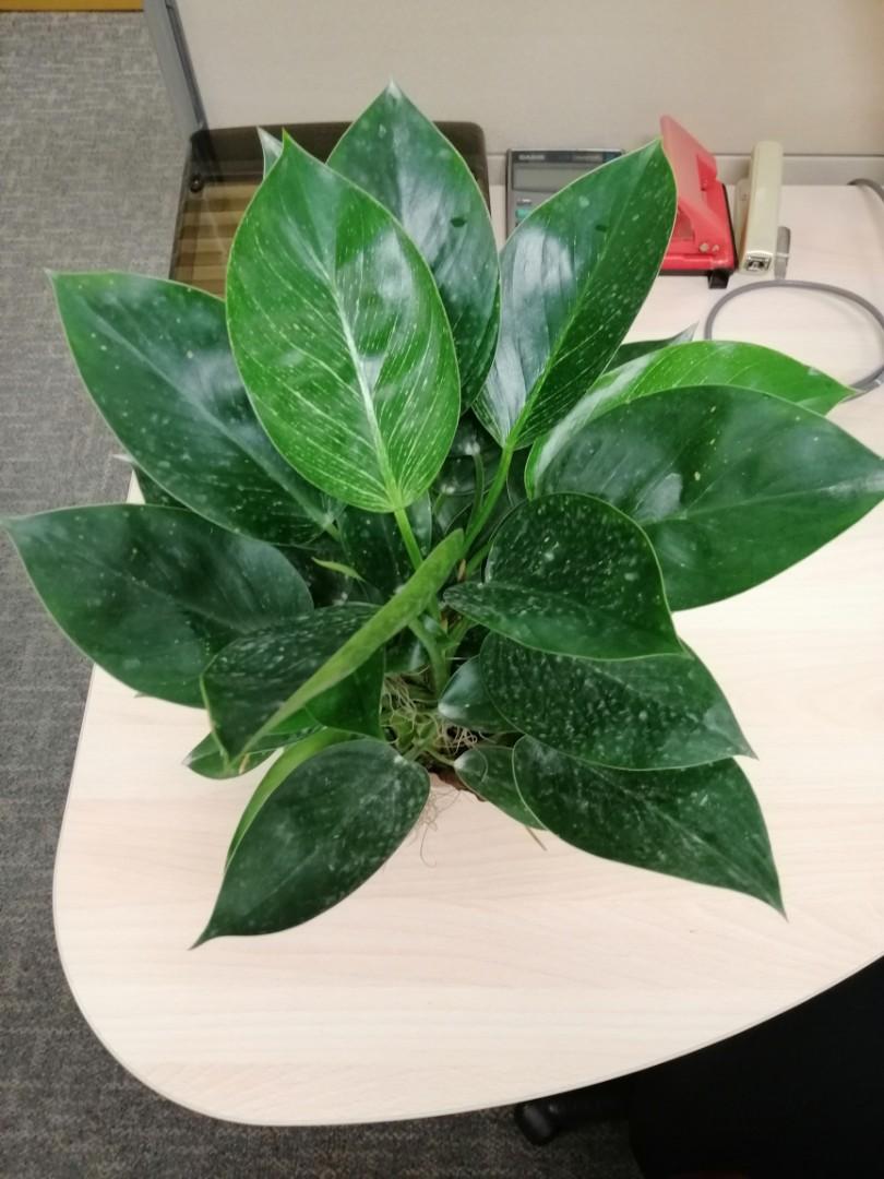 Bushy Philodendron Birkin Plant with multiple branches Never see so ...