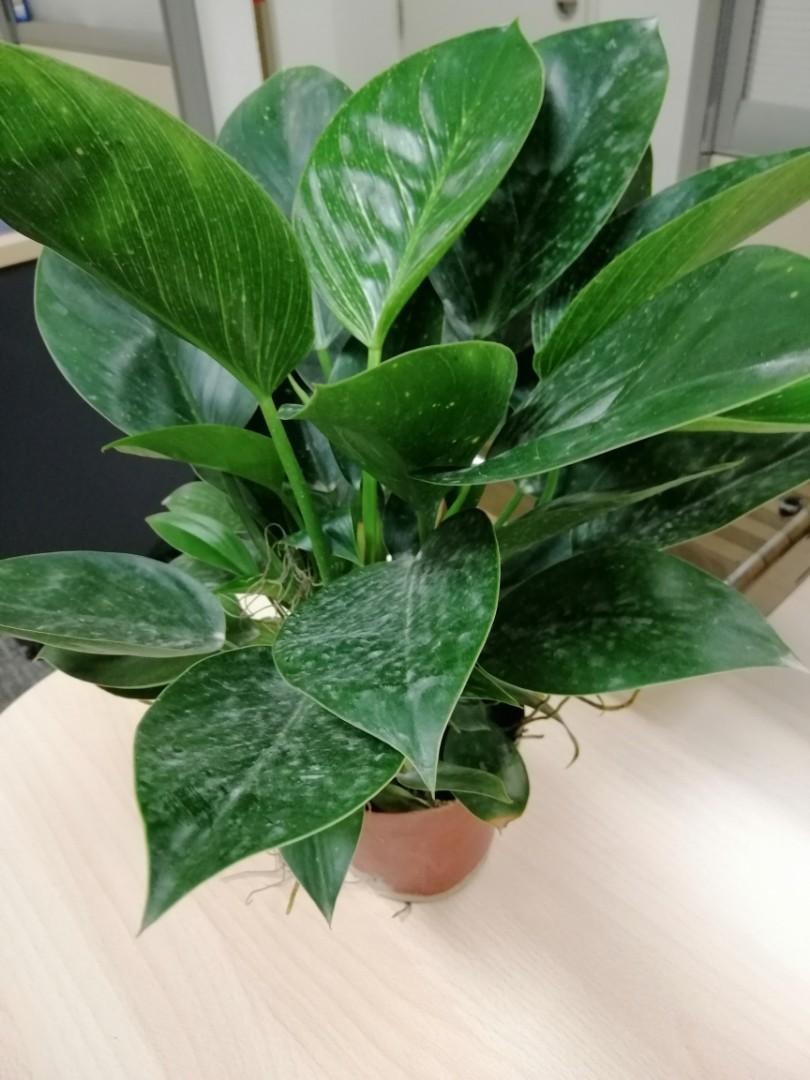 Bushy Philodendron Birkin Plant with multiple branches Never see so ...