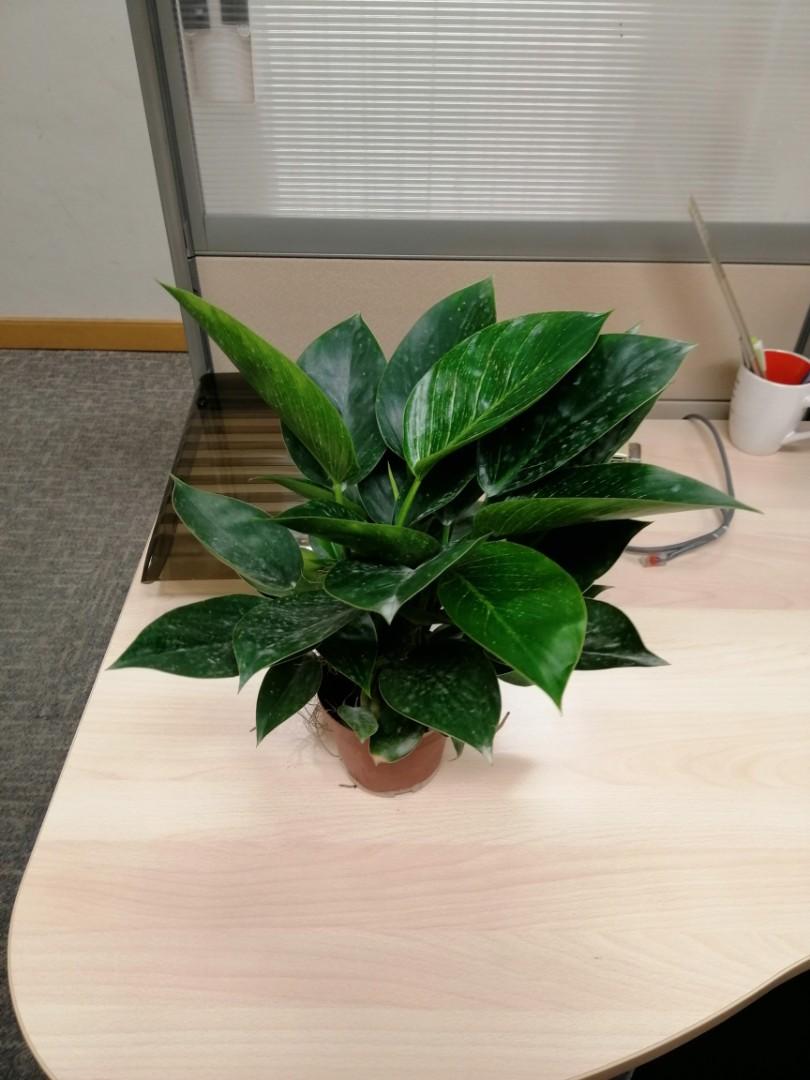 Bushy Philodendron Birkin Plant with multiple branches Never see so ...