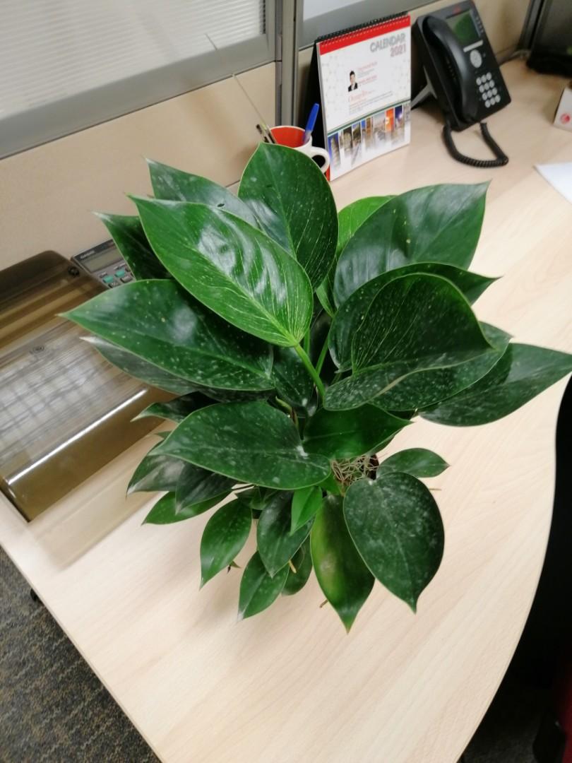Bushy Philodendron Birkin Plant with multiple branches Never see so ...