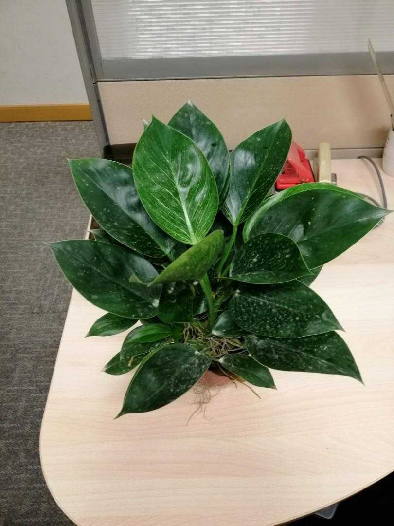 Bushy Philodendron Birkin Plant with multiple branches Never see so ...