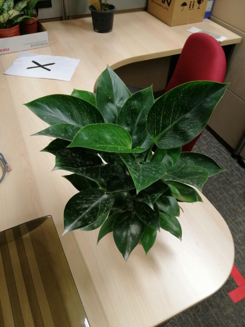 Bushy Philodendron Birkin Plant with multiple branches Never see so ...