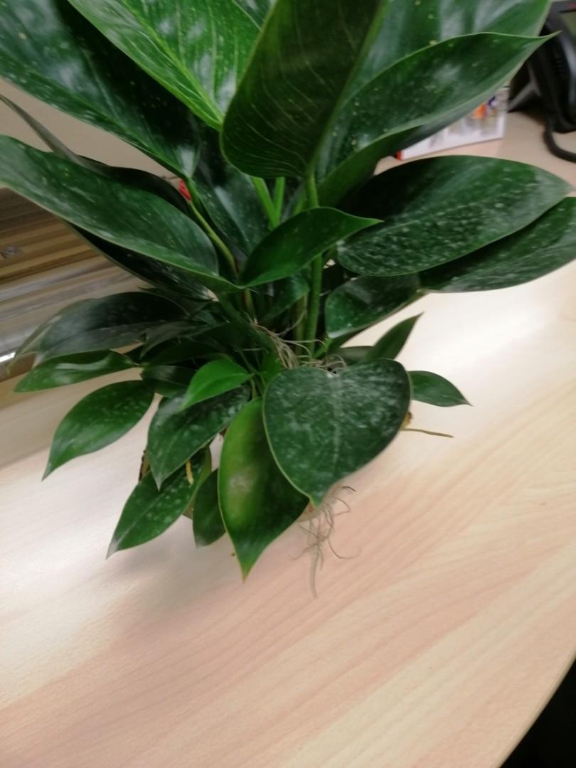 Bushy Philodendron Birkin Plant with multiple branches Never see so ...