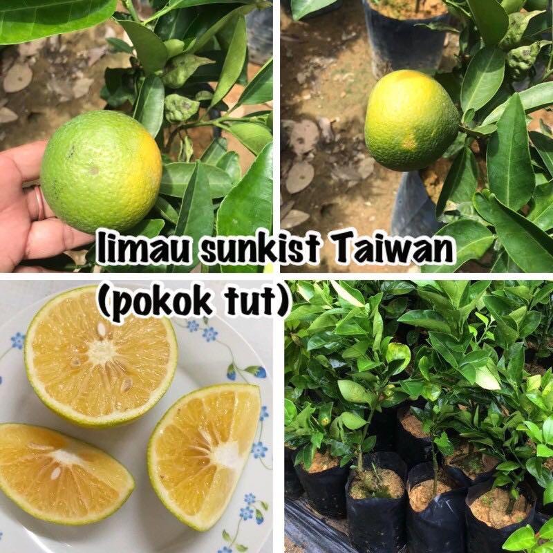 pokok tut pomelo sunkist Taiwan, Furniture & Home Living, Gardening, Gardening Tools & Ornaments ...