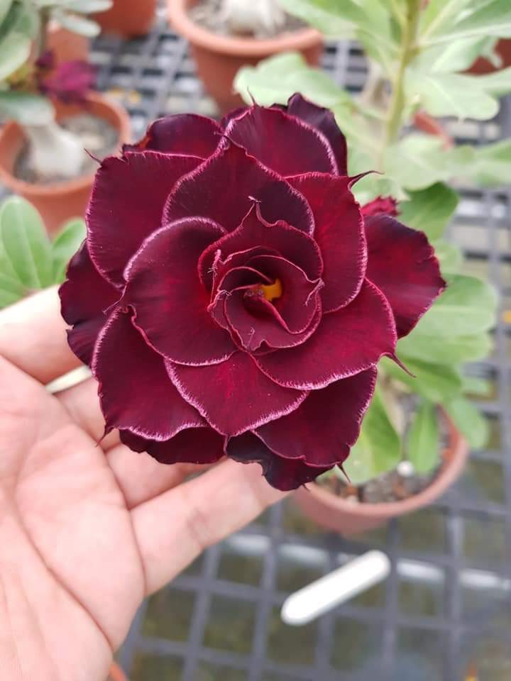 Taiwan Adenium ID: Black Dragon, Furniture & Home Living, Gardening ...