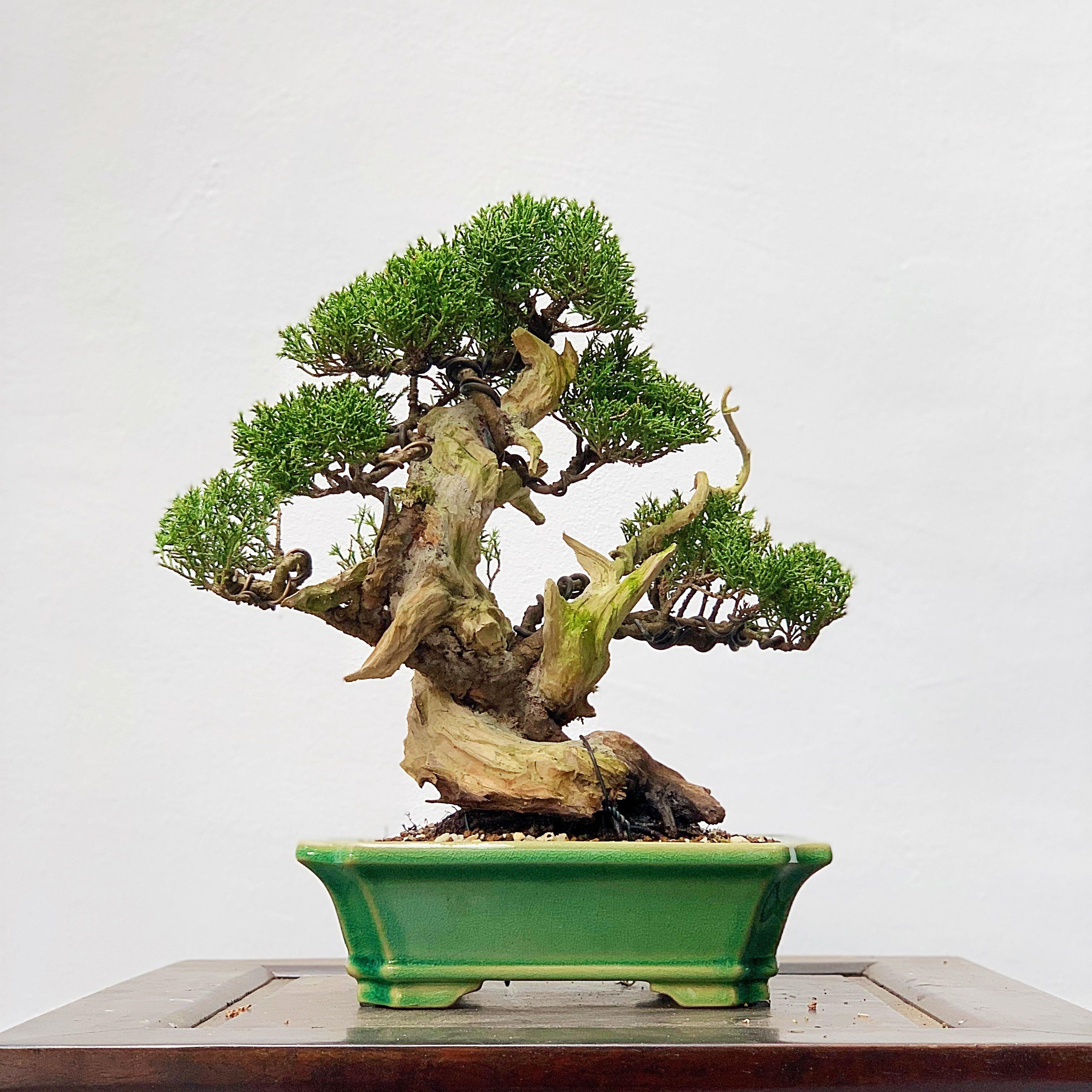Clearing : Shimpku Tanuki Bonsai, Furniture & Home Living, Gardening ...