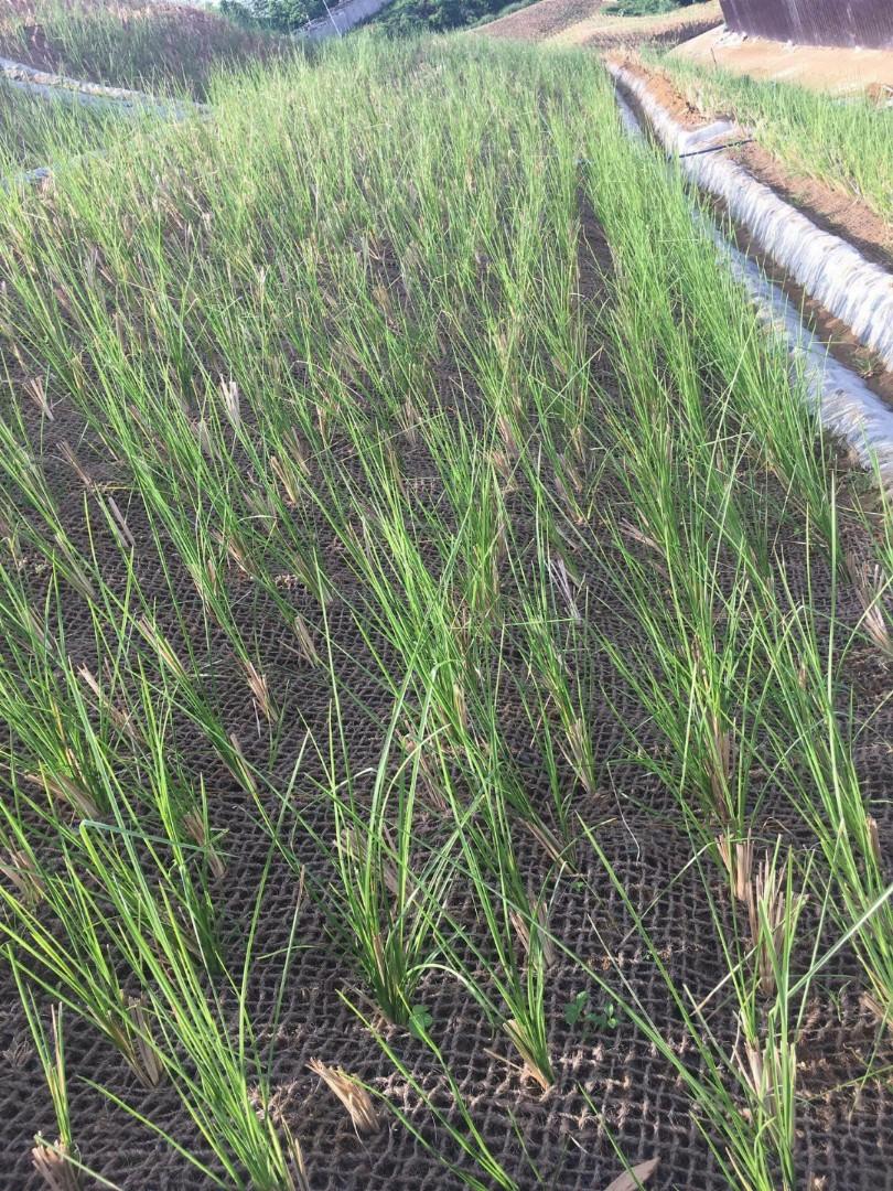 COCONET | VETIVER GRASS | COCO LOGS | BAMBOO PEGS | PROJECT INSTALL ...