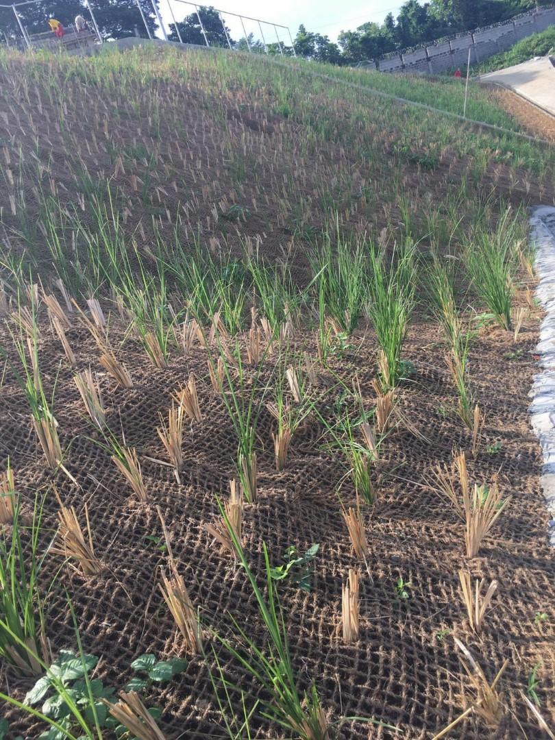 COCONETS FOR SLOPE PROTECTION | S400 Coco Nets | Coco Nets Manufacturer ...