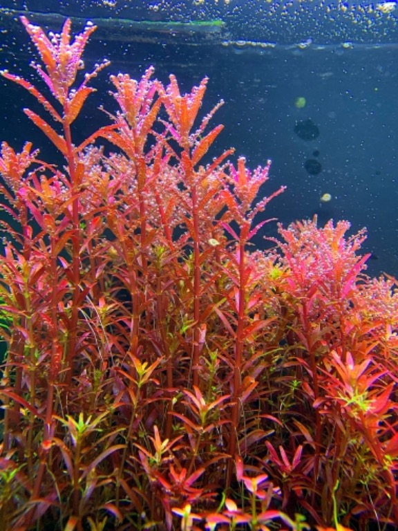 ROTALA BLOOD RED AQUATIC PLANTS, Pet Supplies, Homes & Other Pet ...