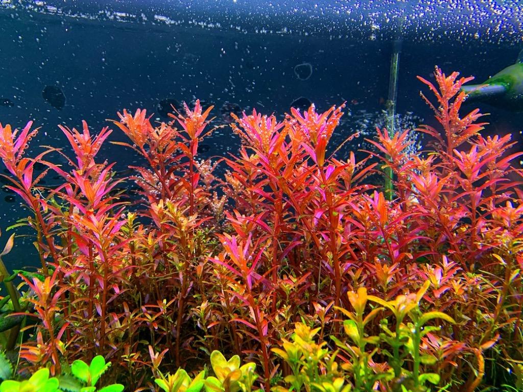ROTALA BLOOD RED AQUATIC PLANTS, Pet Supplies, Homes & Other Pet ...