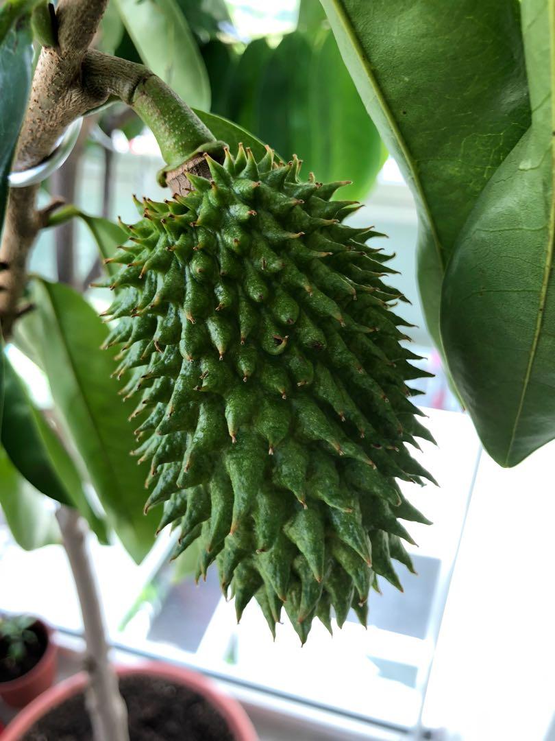 Soursop tree 2ft tall air layered from fruiting tree, Furniture & Home ...