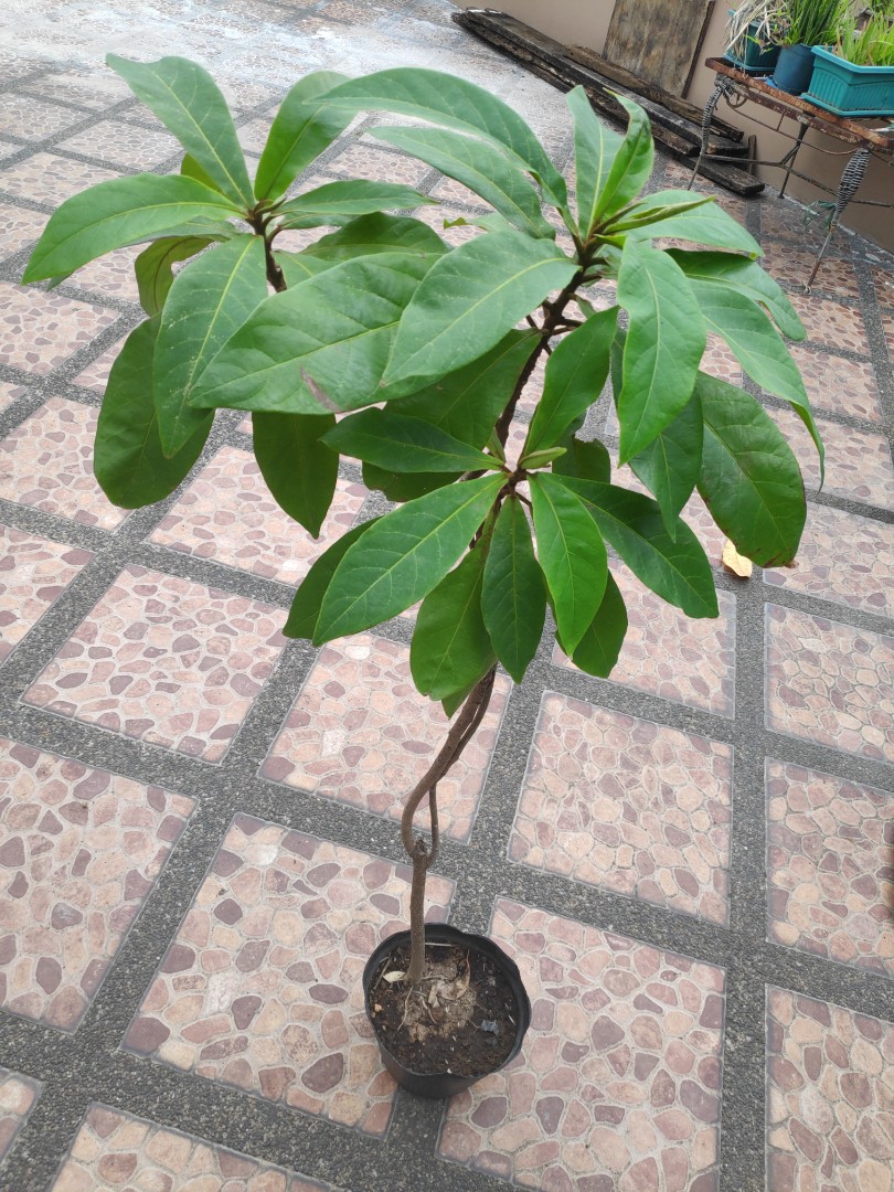 Talisay tree, Furniture & Home Living, Gardening, Plants & Seeds on ...