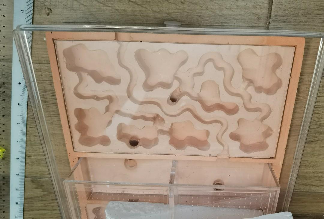 Plaster Battle Formicarium, Ants, Ant Colony, Queen Ant, Pet Supplies ...