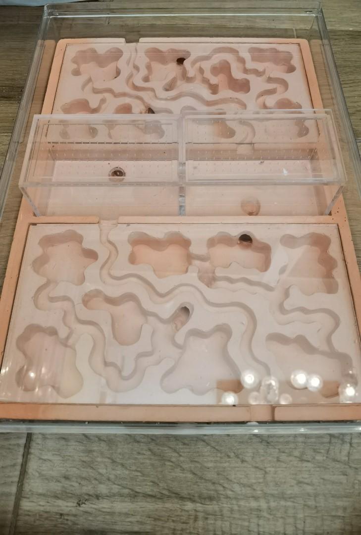 Plaster Battle Formicarium, Ants, Ant Colony, Queen Ant, Pet Supplies ...
