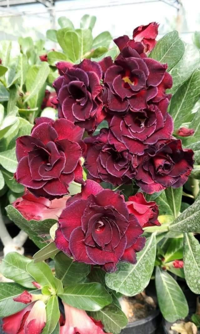 Taiwan Adenium ID: Black Dragon, Furniture & Home Living, Gardening ...