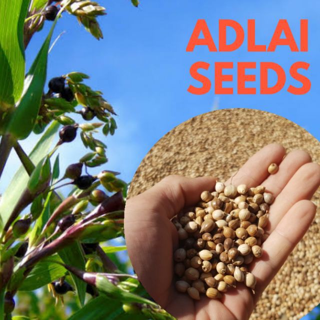 Adlai Seeds, Everything Else, Others on Carousell