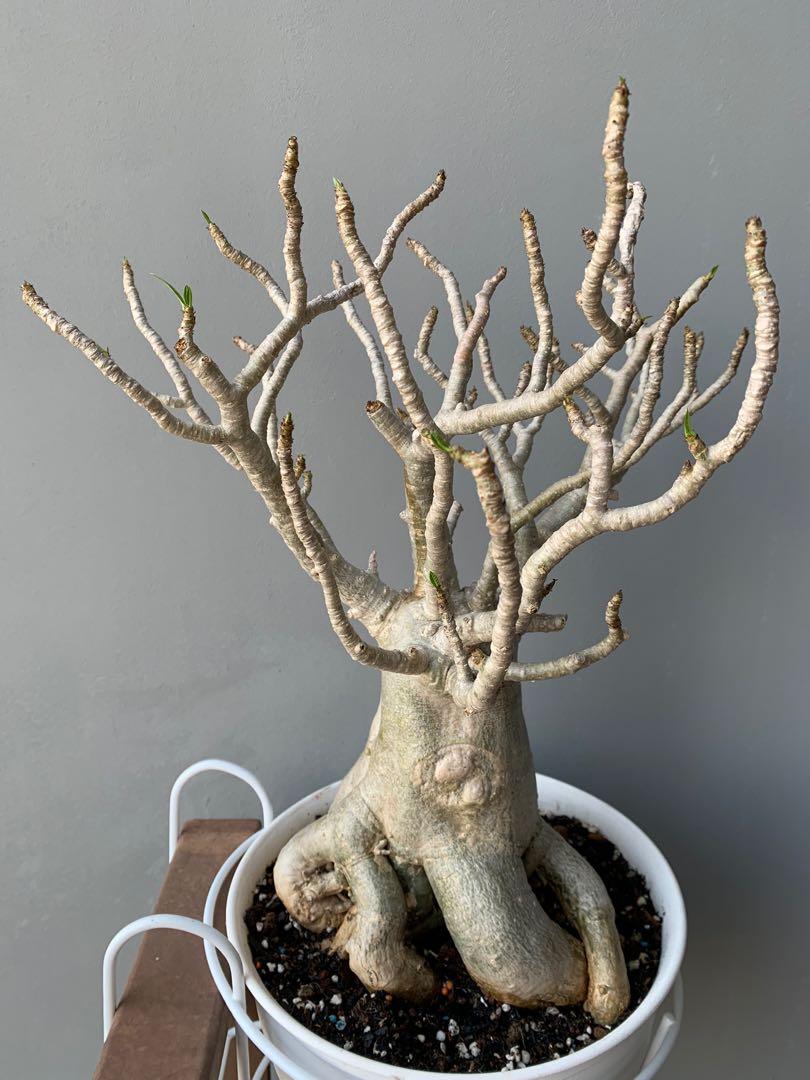 Big Adenium (arabicum), Furniture & Home Living, Gardening, Plants ...