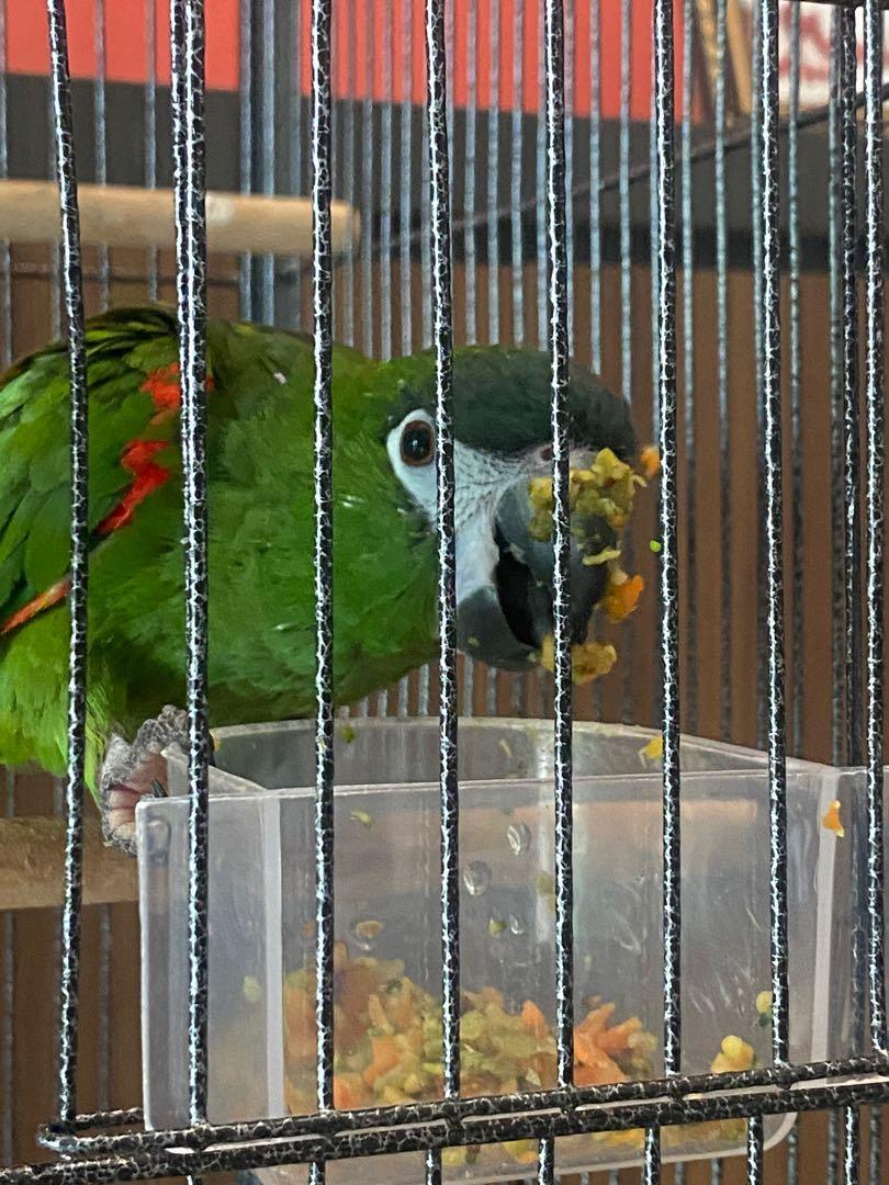 Fresh Bird Chop for Parrots / Conures / Macaws, Pet Supplies, Pet Food ...